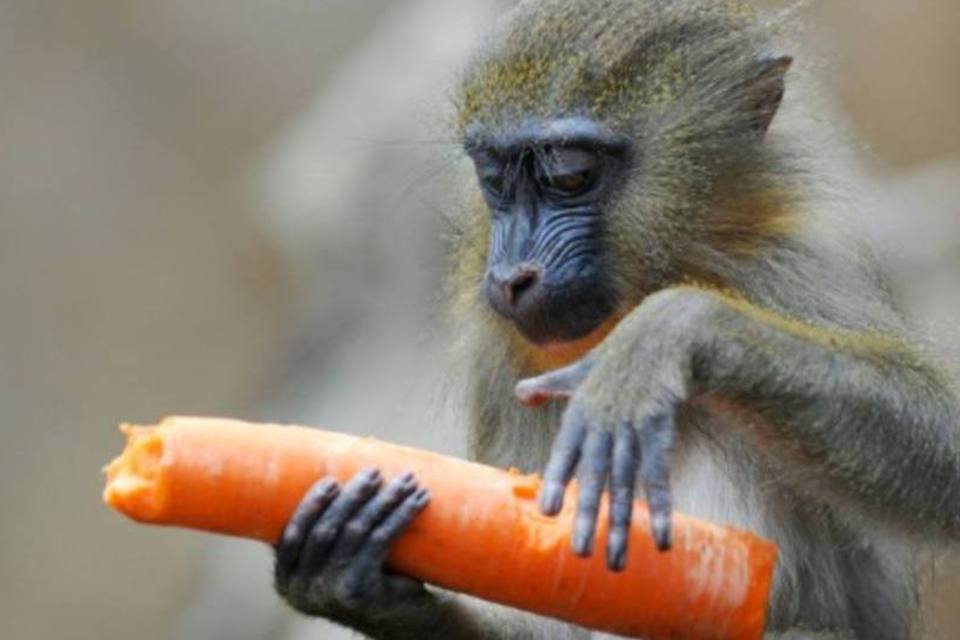 Quantas Mãos Tem um Macaco? Quantos Dedos Eles Possuem? – Mundo Ecologia