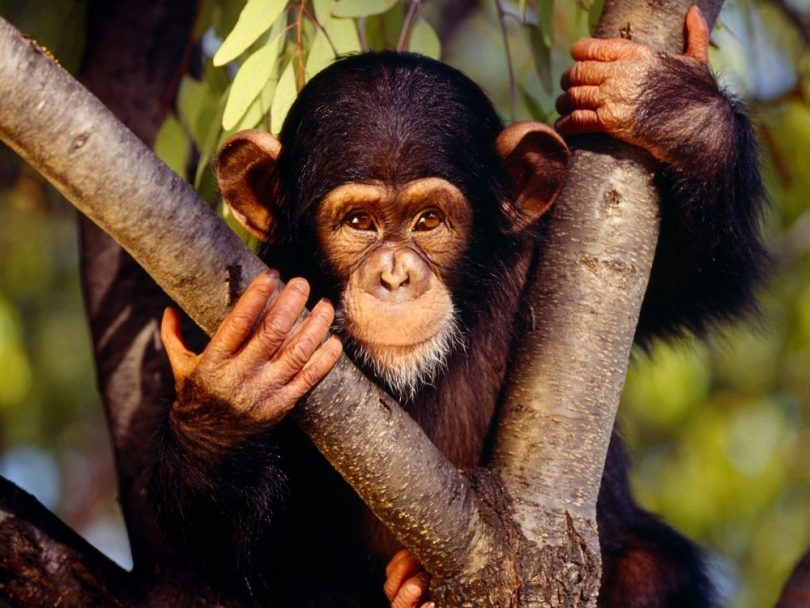 Quantas Mãos Tem um Macaco? Quantos Dedos Eles Possuem? – Mundo Ecologia