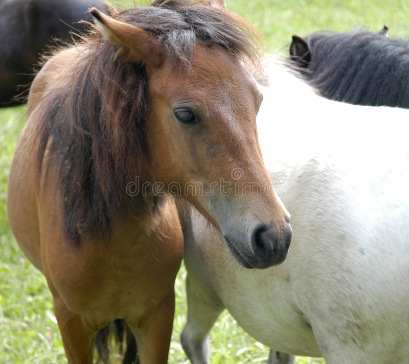 Raça de Pônei Basuto: Características, História, Origem e Fotos | Mundo ...