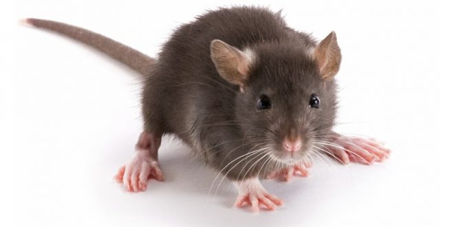 História do Rato e Origem do Animal | Mundo Ecologia