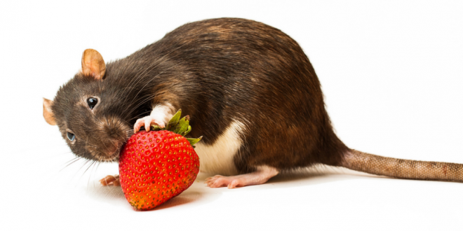 Alimentação do Rato: O Que Eles Comem? | Mundo Ecologia