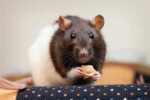 Alimentação do Rato: O Que Eles Comem? | Mundo Ecologia