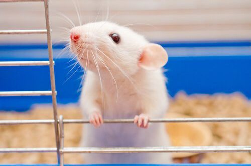 Rato Doméstico: Características, Tamanho, Nome Científico E Fotos ...