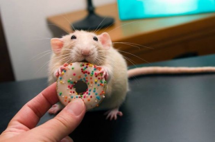 Alimentação do Rato: O Que Eles Comem? | Mundo Ecologia
