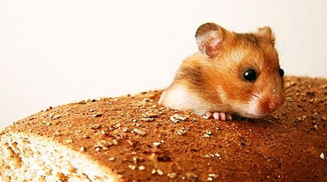 Alimentação do Rato: O Que Eles Comem? | Mundo Ecologia