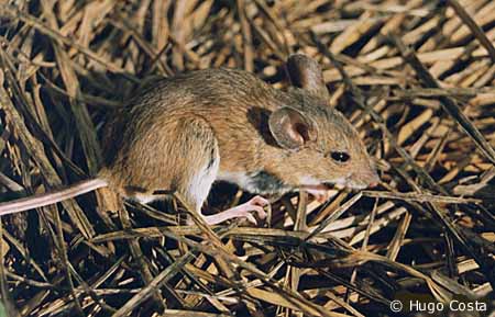 Rato do Campo de Pescoço Amarelo: Características, Nome Científico e ...