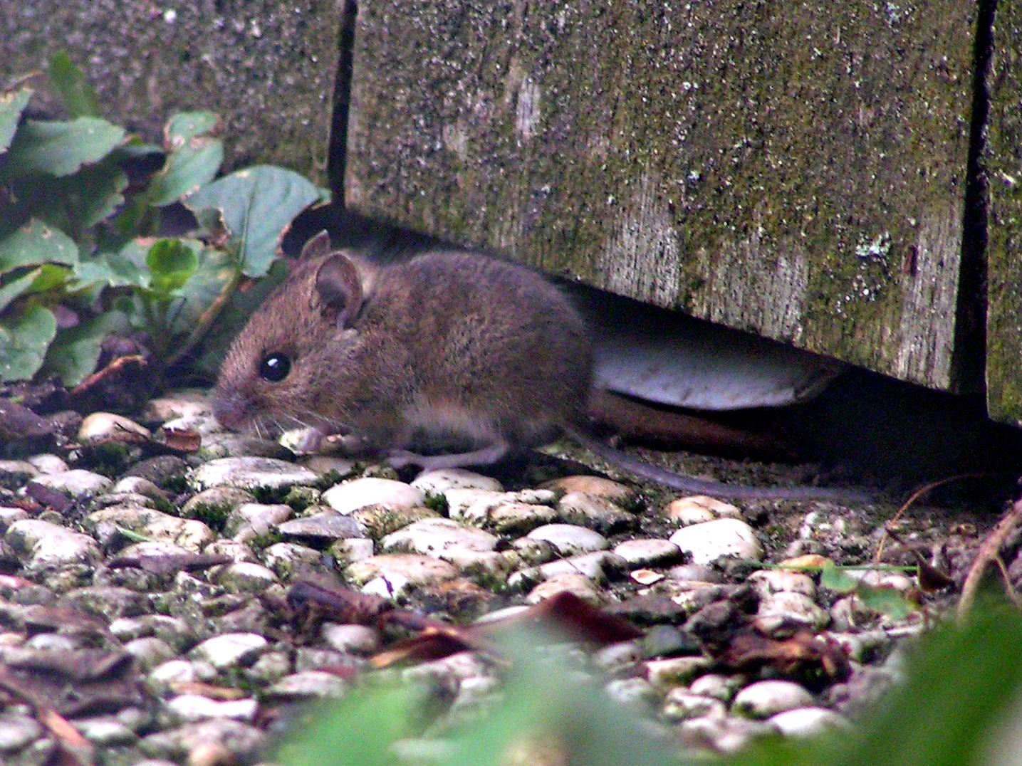 Rato do Campo de Pescoço Amarelo: Características, Nome Científico e ...