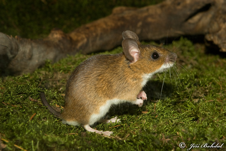 Rato do Campo de Pescoço Amarelo: Características, Nome Científico e ...