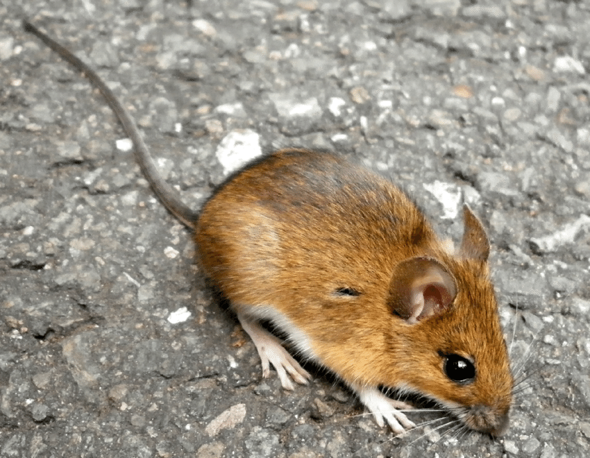 Rato do Campo de Pescoço Amarelo: Características, Nome Científico e ...