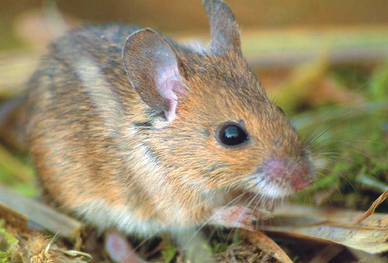 Rato do Campo de Pescoço Amarelo: Características, Nome Científico e ...