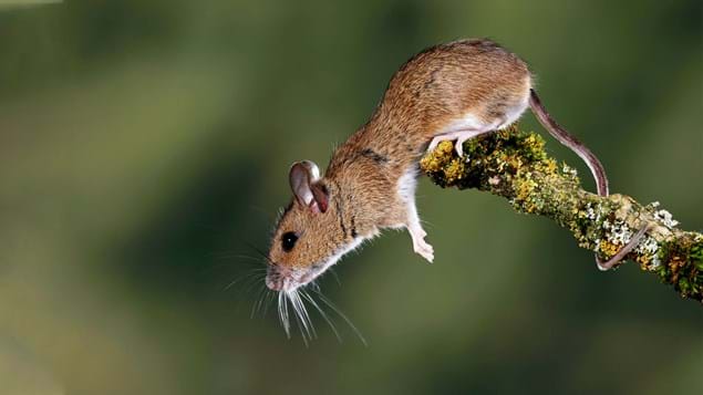 Rato do Campo de Pescoço Amarelo: Características, Nome Científico e ...