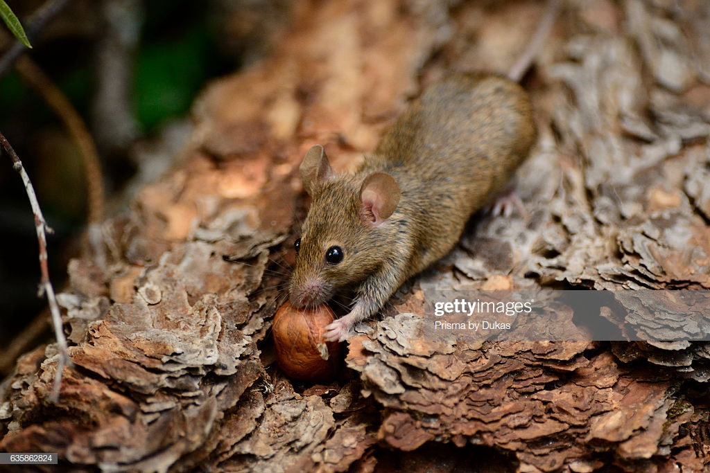 Rato do Campo de Pescoço Amarelo: Características, Nome Científico e ...