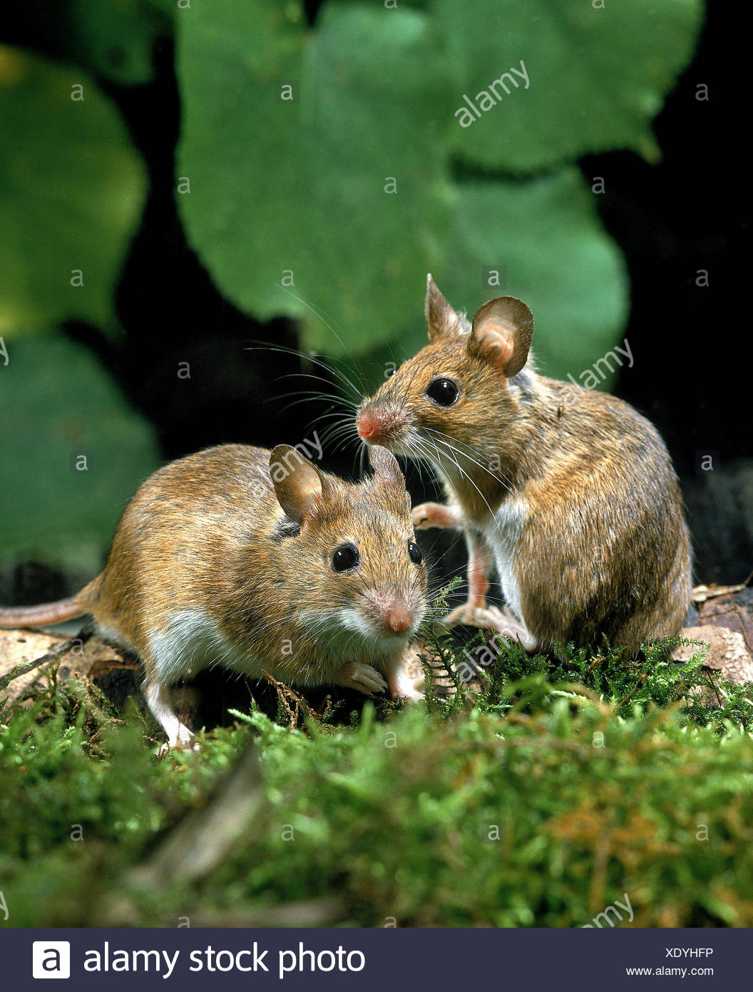 Rato do Campo de Pescoço Amarelo: Características, Nome Científico e ...