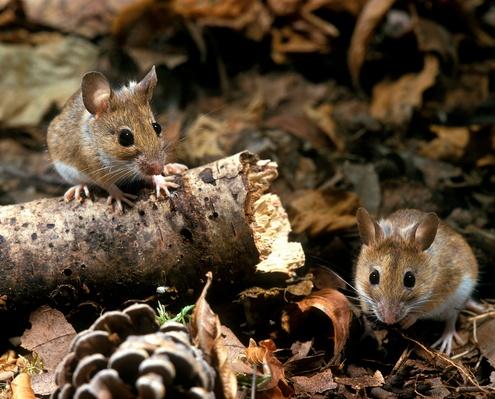 Rato do Campo de Pescoço Amarelo: Características, Nome Científico e ...