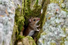 Rato do Campo de Pescoço Amarelo: Características, Nome Científico e ...