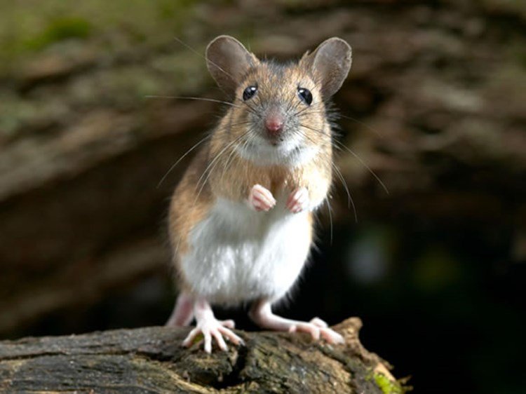 Rato do Campo de Pescoço Amarelo: Características, Nome Científico e ...
