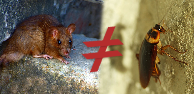 Rato Come Barata? Quais Animais Eles Comem Para Se Alimentar? | Mundo ...
