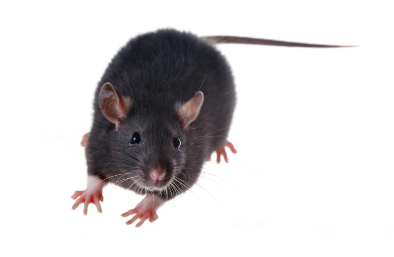 Habitat do Rato: Onde Eles Vivem? | Mundo Ecologia