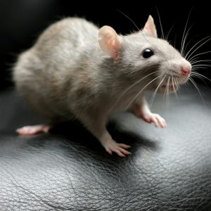 Tipos de Ratos Domésticos: Espécies com Nome e Fotos | Mundo Ecologia