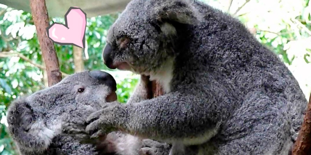 Reprodução Do Coala: Filhotes E Período De Gestação | Mundo Ecologia