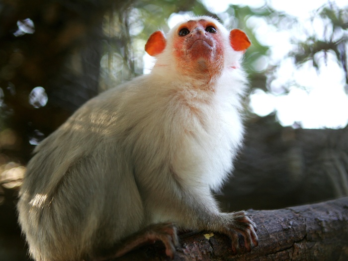 Sagui-Branco: Características, Nome Cientifico, Habitat e Fotos – Mundo ...
