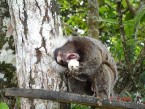 Tudo Sobre o Sagui: Características, Nome Científico e Fotos | Mundo ...