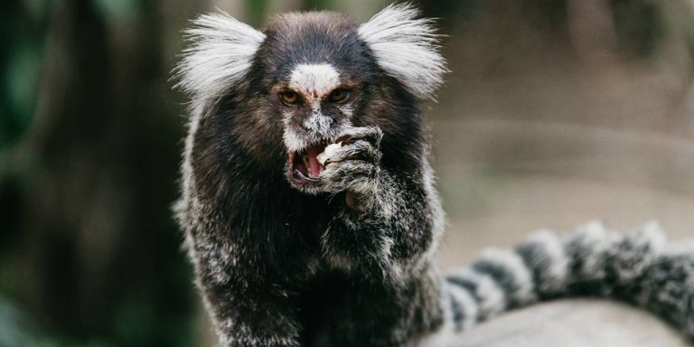 Comportamento do Sagui, Hábitos e Modo de Vida do Animal – Mundo Ecologia