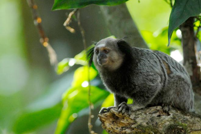 Sagui-Imperador: Características, Nome Cientifico e Fotos | Mundo Ecologia