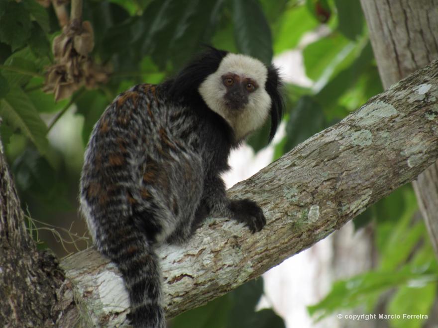 Sagui-de-Cara-Branca: Características, Nome Científico e Fotos – Mundo ...