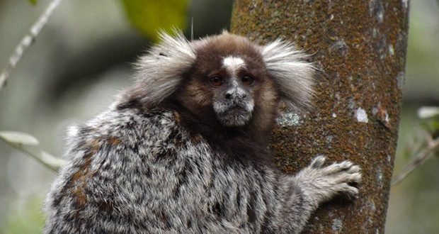 Sagui-de-Santarém: Características, Nome Cientifico e Fotos | Mundo ...
