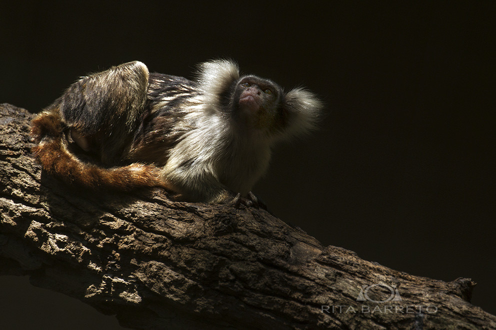 Sagui-de-Santarém: Características, Nome Cientifico e Fotos – Mundo ...