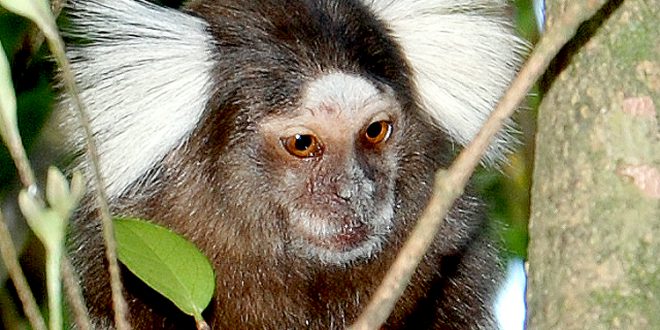 Sagui-do-Murukundu, Sagui-de-Rabo-Branco: Características | Mundo Ecologia