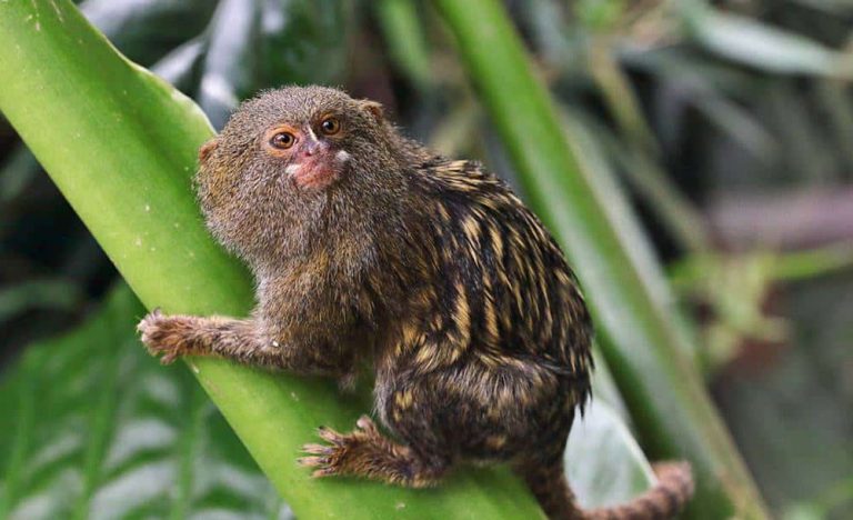 Sagui Curiosidades e Fatos Interessantes Sobre o Animal – Mundo Ecologia