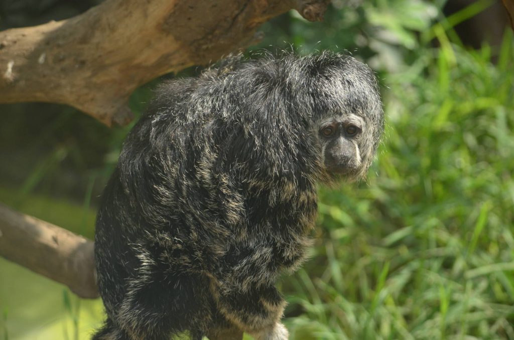 Parauaçu ou Macaco-Cabeludo: Características, Habitat e Fotos | Mundo ...