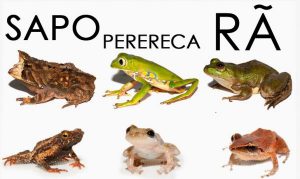 Comportamento da Perereca, Hábitos e Modo de Vida do Animal – Mundo ...