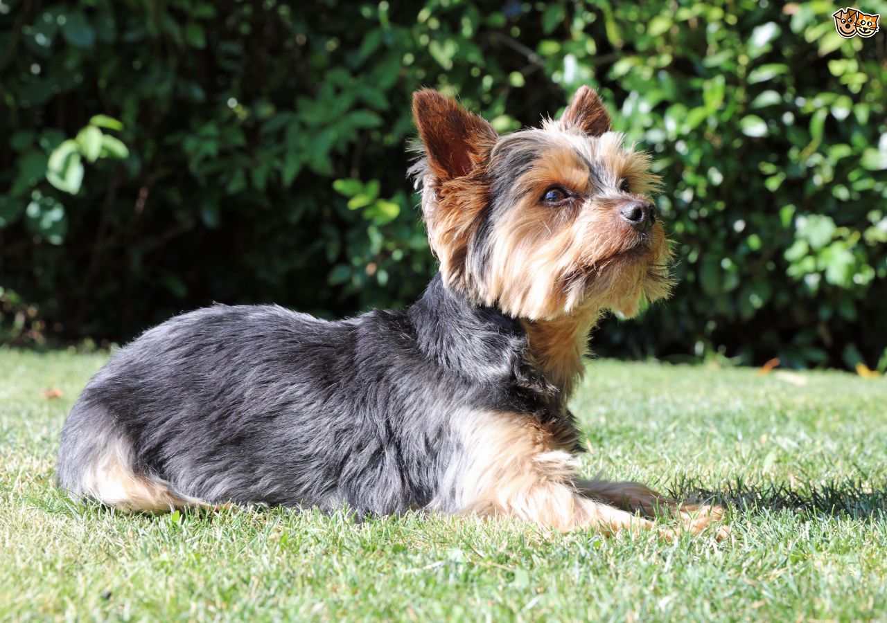 Habitat do Silky Terrier: Onde Eles Vivem? – Mundo Ecologia