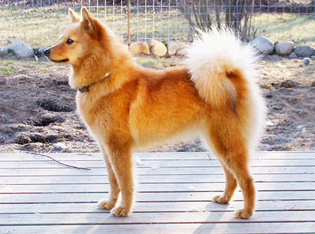 Husky Siberiano: Curiosidades e Fatos Interessantes Sobre a Raça ...