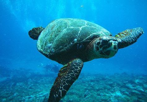 Diferença Entre Tartarugas Marinhas, Terrestres e Domésticas | Mundo ...