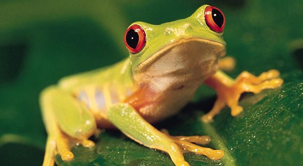 Lista de Tipos de Pererecas: Especies Com Nomes e Fotos | Mundo Ecologia