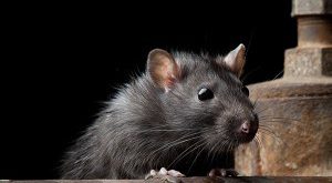 Ficha Técnica do Esquilo: Peso, Altura, Tamanho e Imagens | Mundo Ecologia