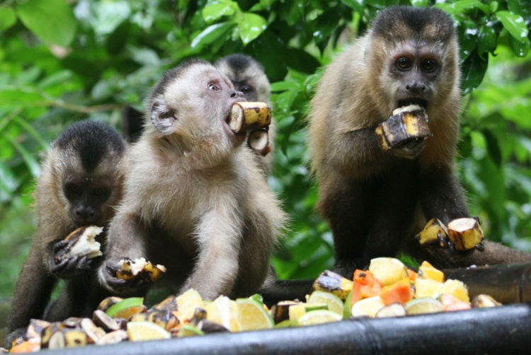 Alimentação do Macaco: O Que Eles Comem? – Mundo Ecologia