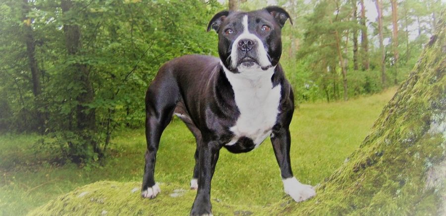 Pit bull Stuffawler: Comportamento, Filhotes e Fotos | Mundo Ecologia