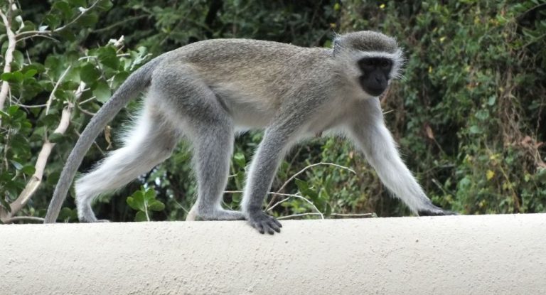 Macaco-vervet: Características, Nome Científico, Habitat e Fotos ...