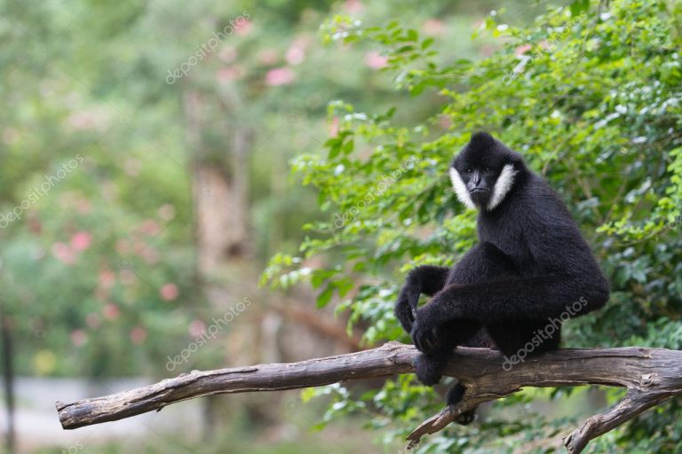 Macaco Dourado: Características, Nome Cientifico, Habitat e Fotos ...