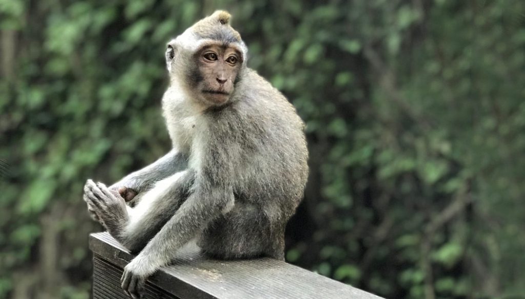 Alimentação do Macaco: O Que Eles Comem? – Mundo Ecologia