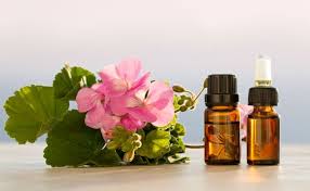 Gerânio Pendente: Como Cultivar, Características e Fotos | Mundo Ecologia