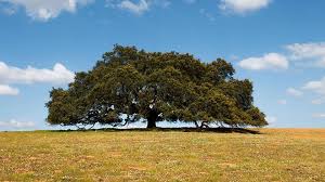Qual o Fruto da Amendoeira? Para Que Ele Serve? – Mundo Ecologia