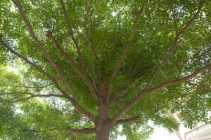 Qual o Fruto da Amendoeira? Para Que Ele Serve? – Mundo Ecologia