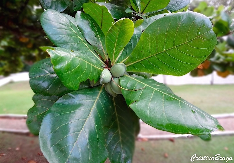 Qual o Fruto da Amendoeira? Para Que Ele Serve? – Mundo Ecologia