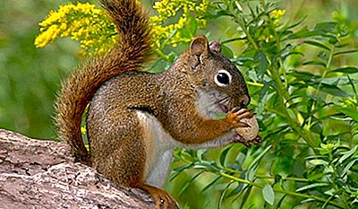 Tudo Sobre o Esquilo: Características e Fotos | Mundo Ecologia